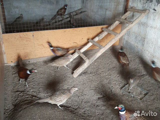 Фазан белошеий