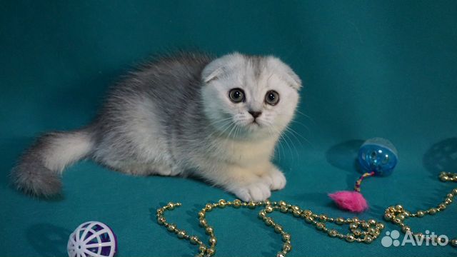 Серебряный прайд