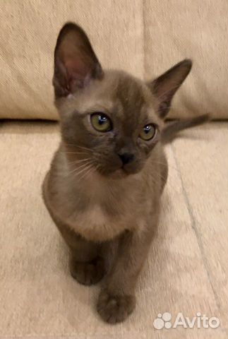 Клубные бурманские котята