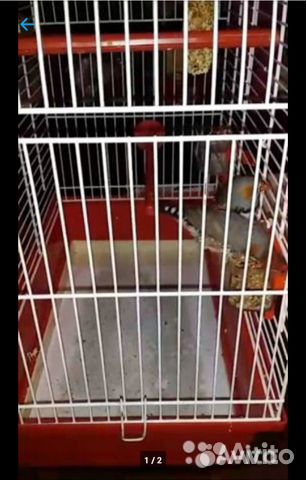 Амадины зебровые