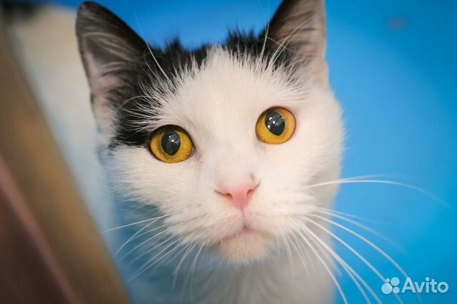 Я хочу стать вашим любимым котом