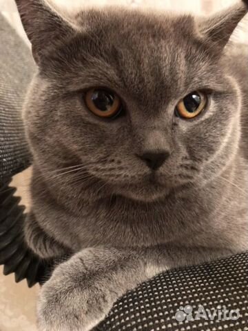 Британский прямоухий кот
