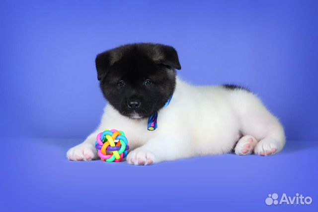 Щенки Американской Акиты