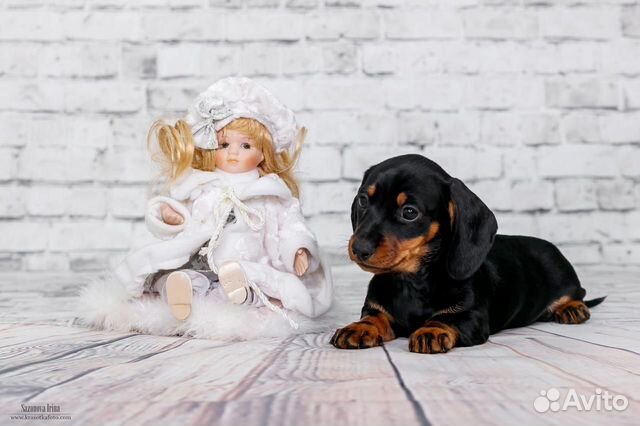 Черная мафия, высокопородные мини щенки