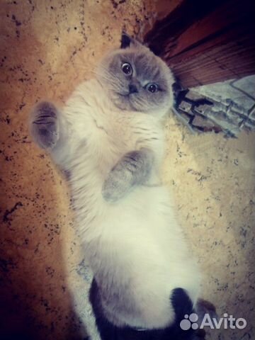 Кошка шотландская
