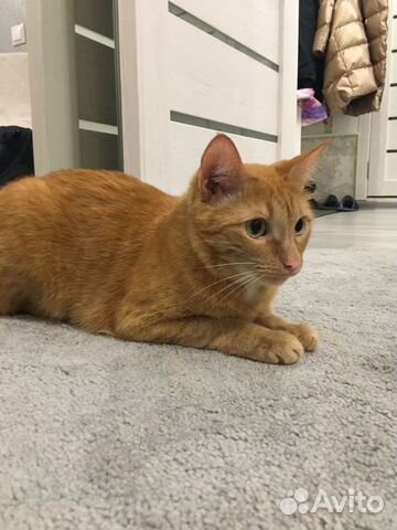 Кот Степашка ищет дом