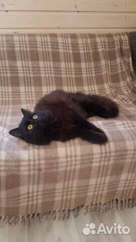 Котик Максимилиан в дар