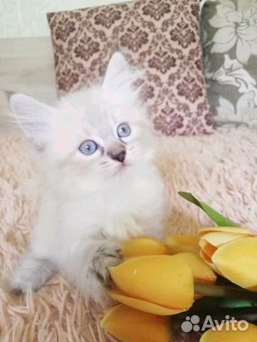 Невская маскарадная