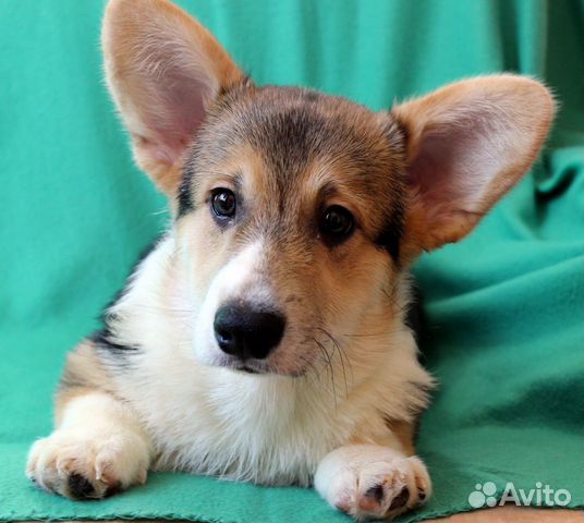 Вельш корги пемброк триколорный Кобель