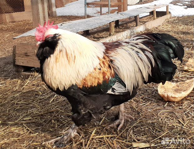 Петух бройлер