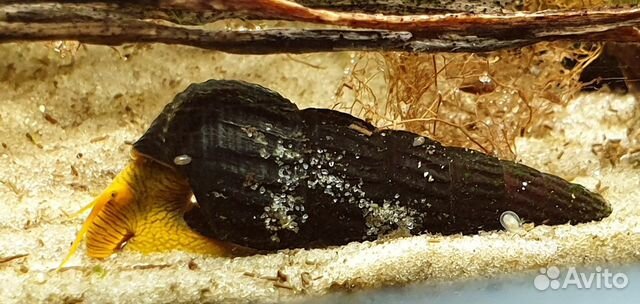 Тиломелания Оранжевый Кролик Orange Sulawesi Snail