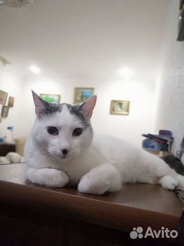 Уникального окраса кот, Второго такого точно нет