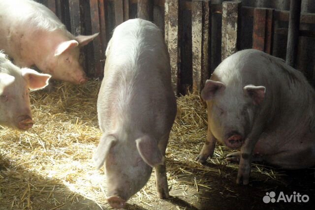 Продаются свиньи