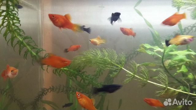 Моллинезии, пецилии