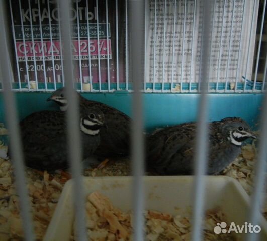 Расписной перепел