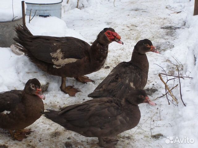 Инкубационное яйцо, птица на племя