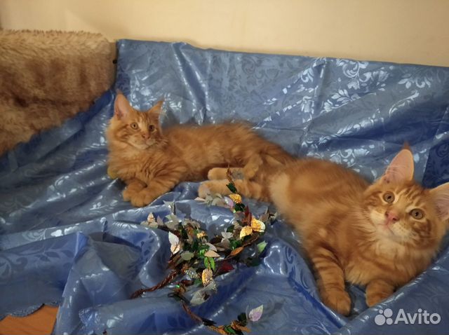 Красные коты