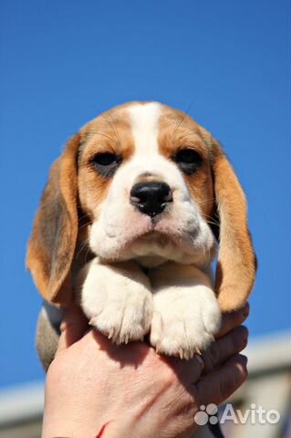 Красивые биглюшки