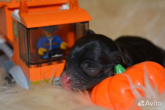 Мальчик пуховичек мексиканской голой мини