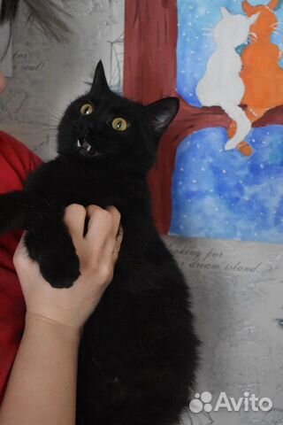 Найден черный кот