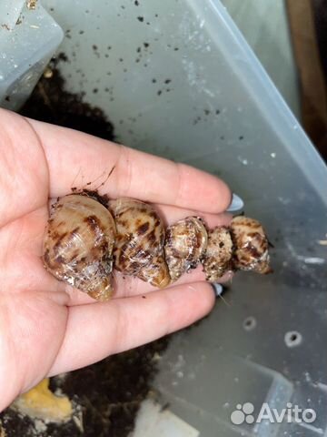 Улитка ахатина ретикулята