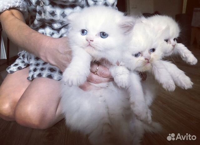 Чистокровные персики ищут дом)