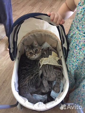 Котёнок экзот