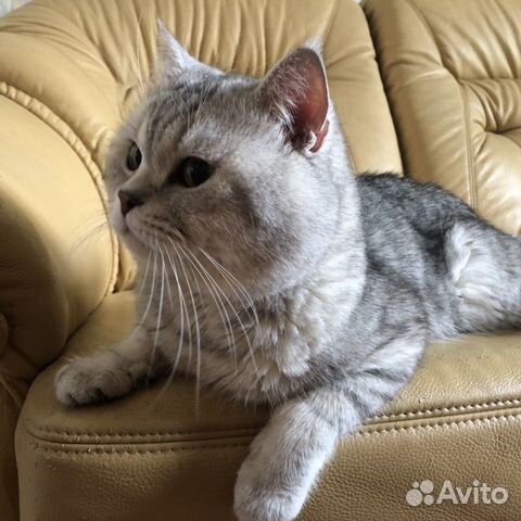 Шотландец вязка