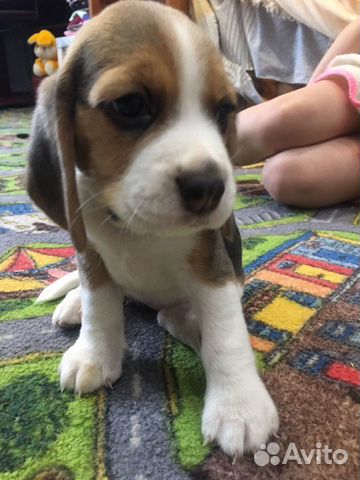 Собака бигль