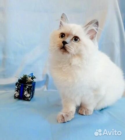 Котята из московского питомника