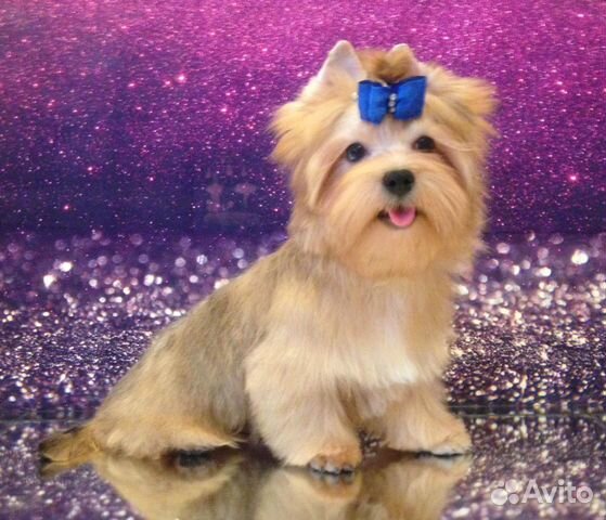 Золотой йоркшир голубоглазый мальчик