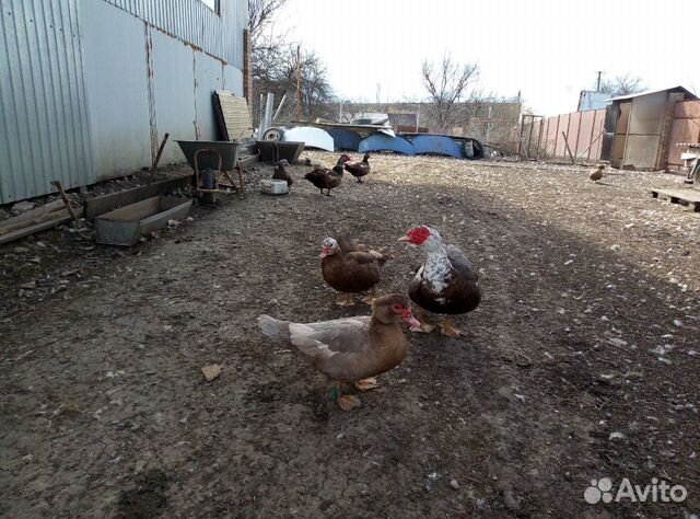 Инкубационное яйцо мускусных уток