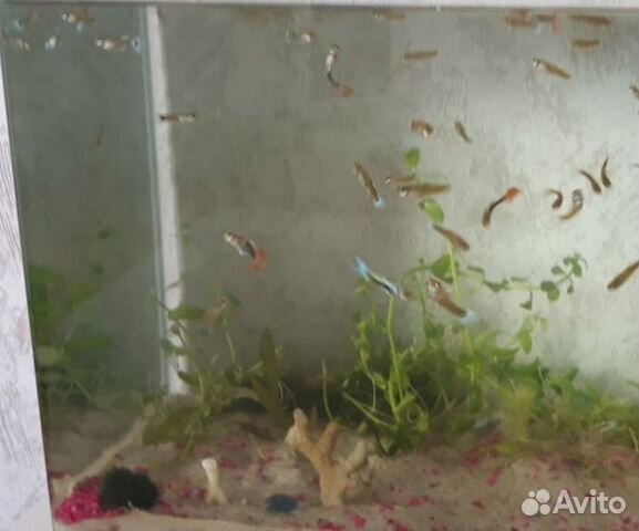 Гуппи, улитки