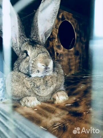 Кролики фландер