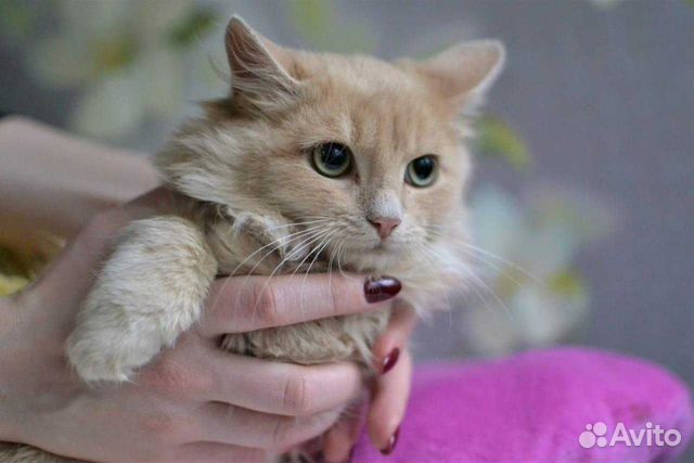 Котик Георгий