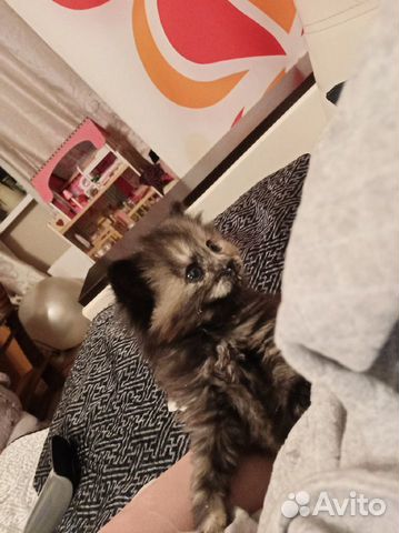 Котенок от 14.02 рожден приучен к лотку бесплатно