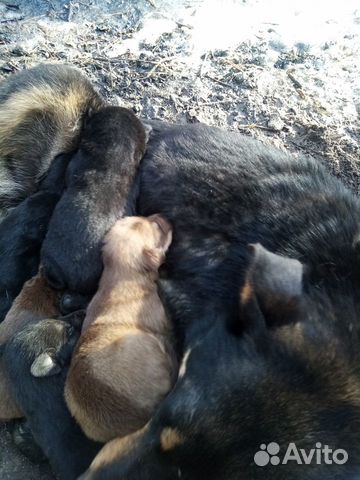 Щенки лапочки