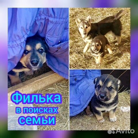 Коротколапое чудо в заботливые руки