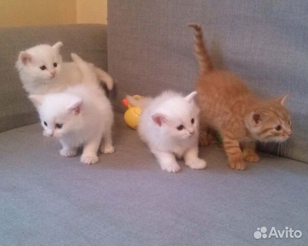 Котята 1,5 мес