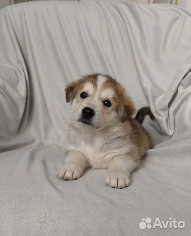 Щеночки-колобочки, возраст 1,5 месяца