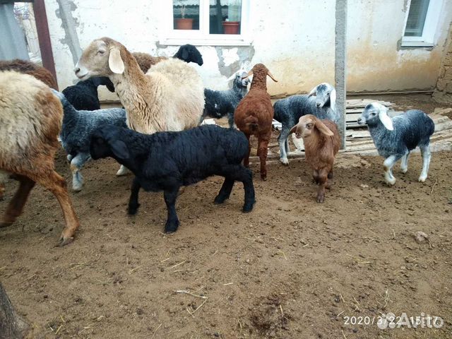 Продам барашек