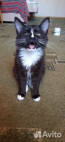 Кошкакотенок