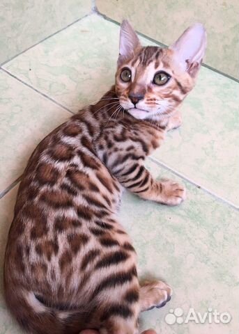 Dinofelis Chiara девочка