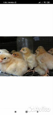 Цветной бролер