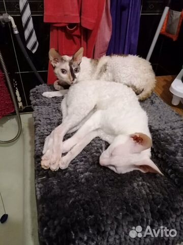 Кошки. Порода Девол рекс