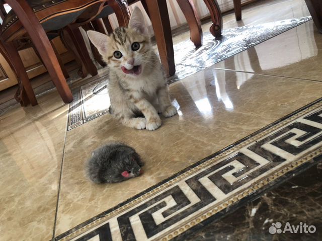 Кошечка Алиска