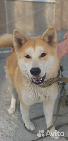 Акита Ину