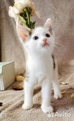 Котёнок Софи 2,5 месяца в добрые руки