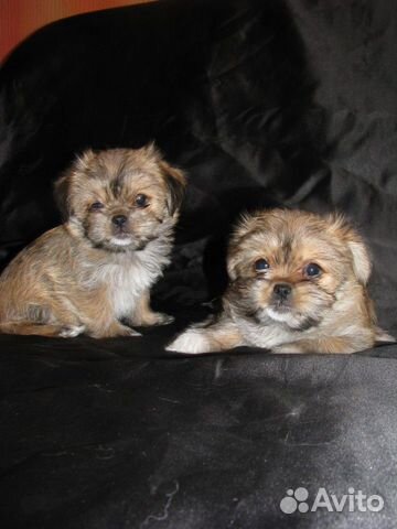 Девочки минюшки