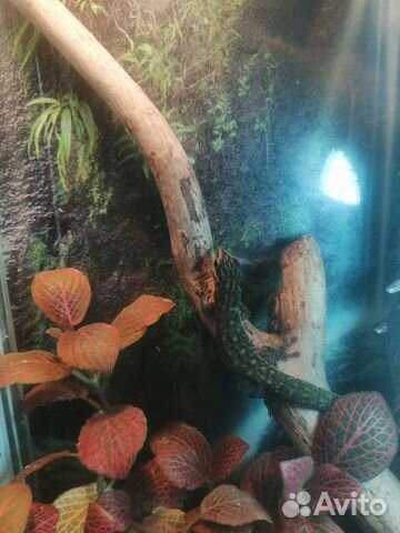 Фельзумы Эббота